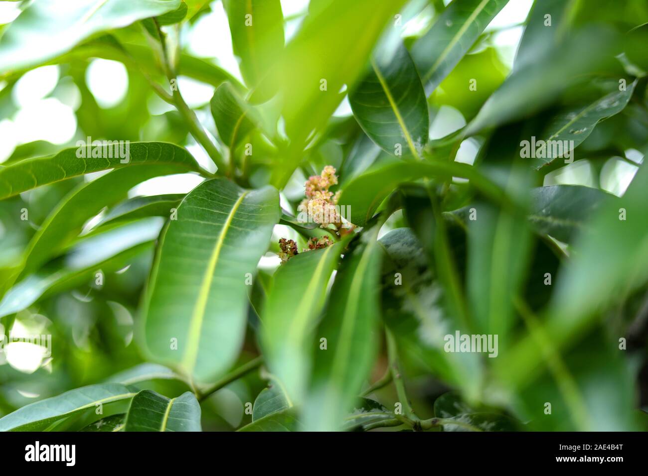 Heavily Laden Fruit Trees High Resolution Stock Photography and Images ...