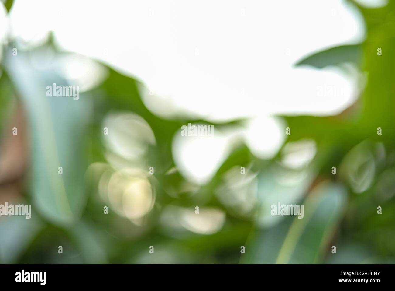 Mango tree and farm Blur backgrounds Stock Photo - Alamy