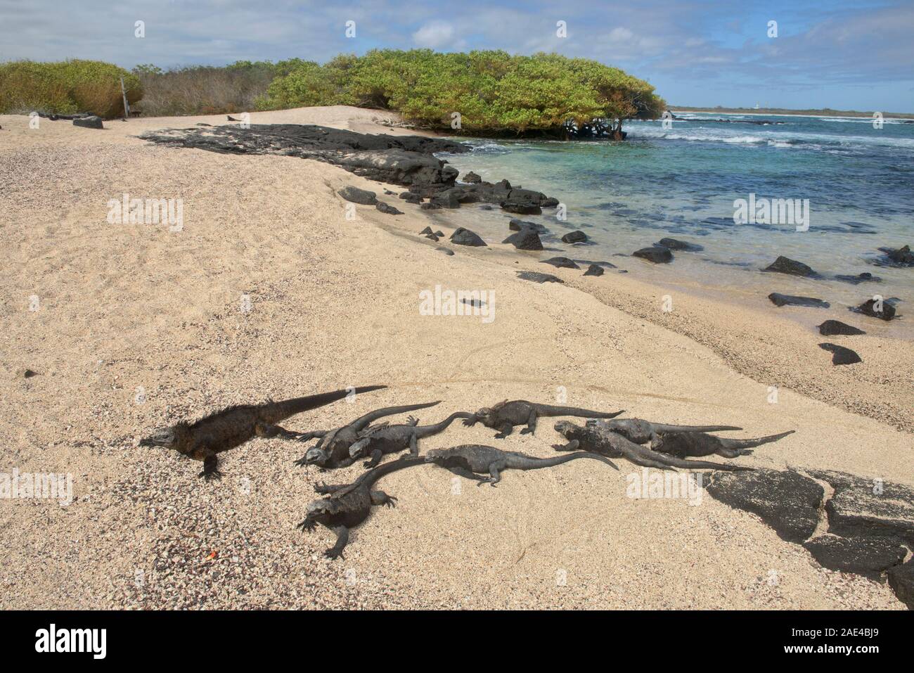 Attack of the marine iguanas (Amblyrhynchus cristatus), Isla Isabela ...
