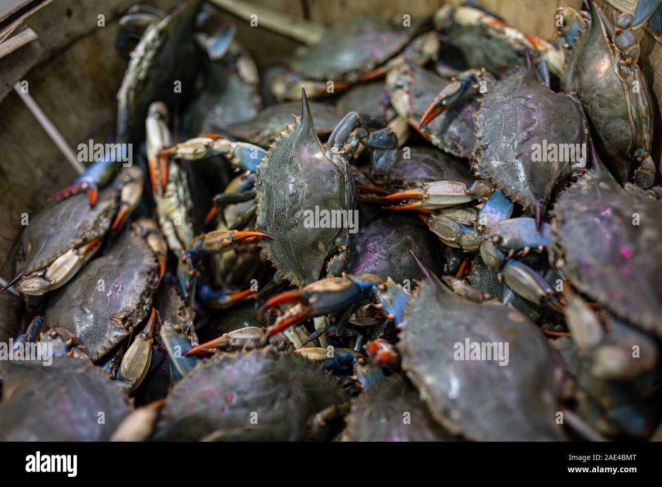 Crabs in large bin in seafood market Stock Photo - Alamy