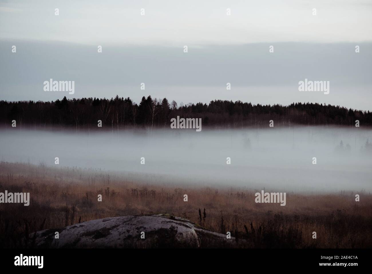 tree lined forest and meadow covered in fog and frost at sunset Stock ...