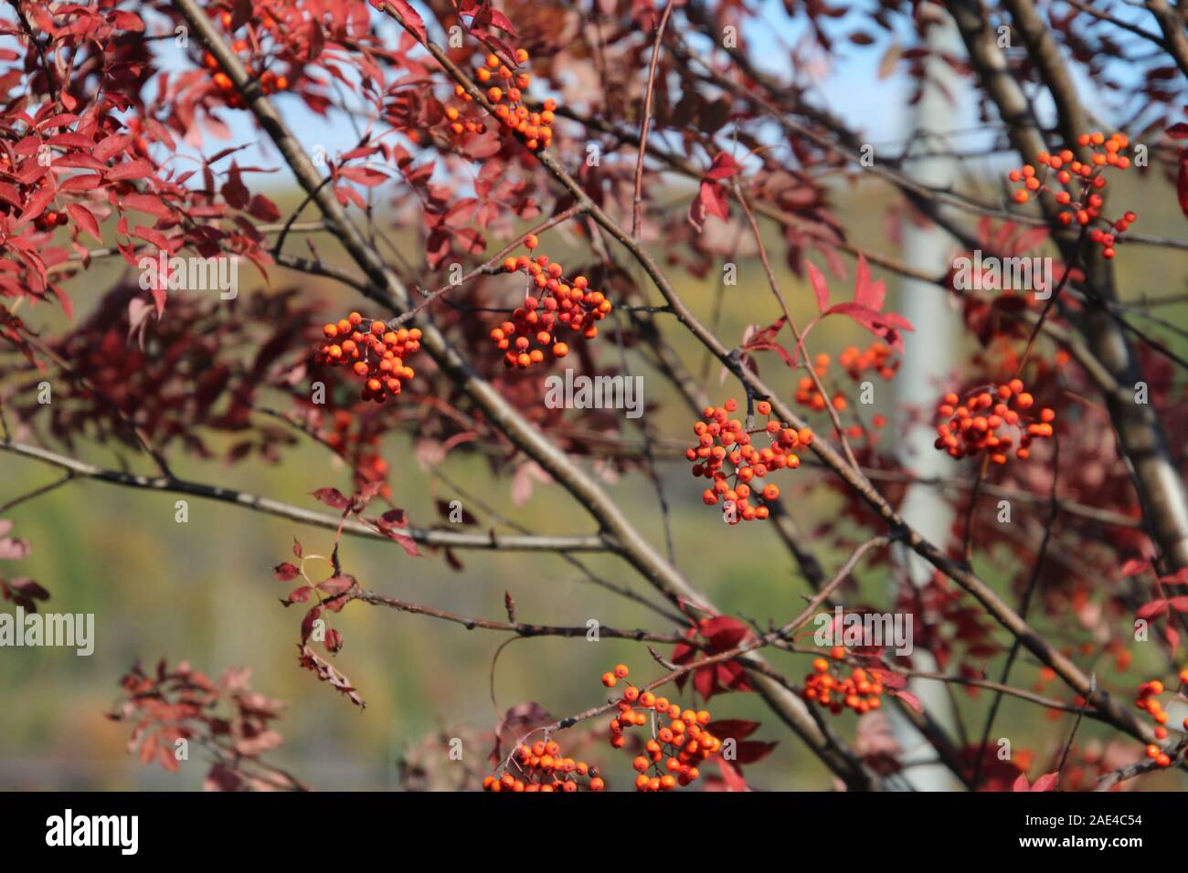 Rowan trees and fruits in autumn in Hokkaido, Japan Stock Photo - Alamy