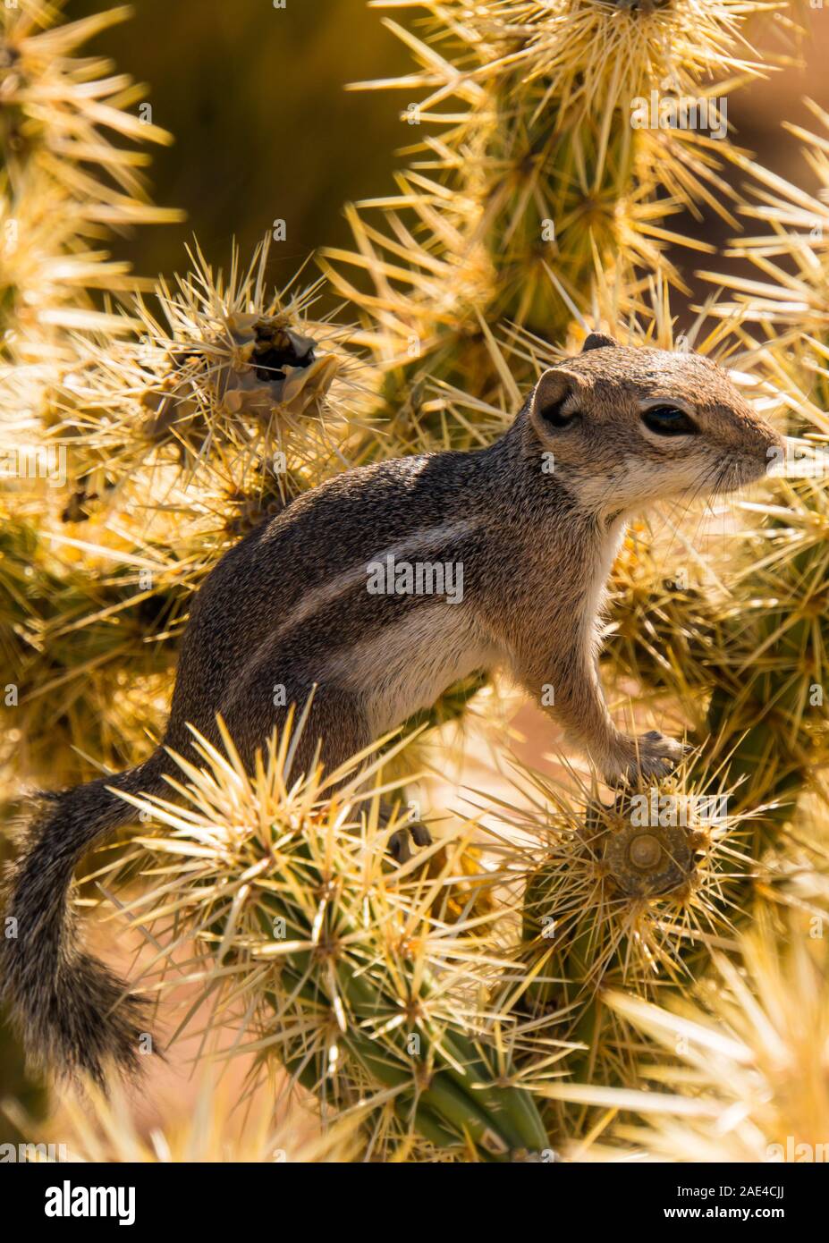 Desert animal eating cactus hi-res stock photography and images - Alamy