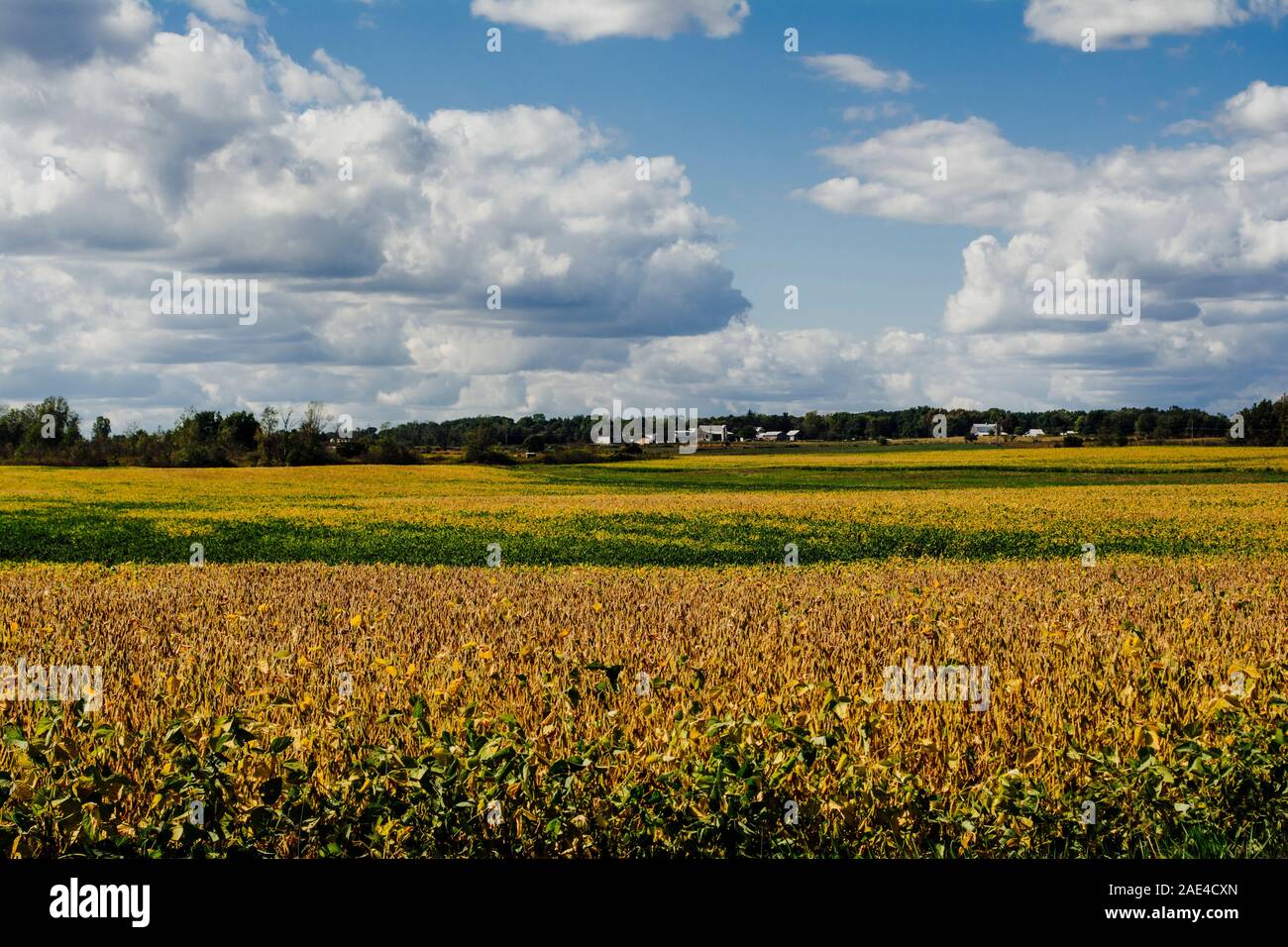 Soybean Field in Late Summer in Southern Michigan Stock Photo - Alamy