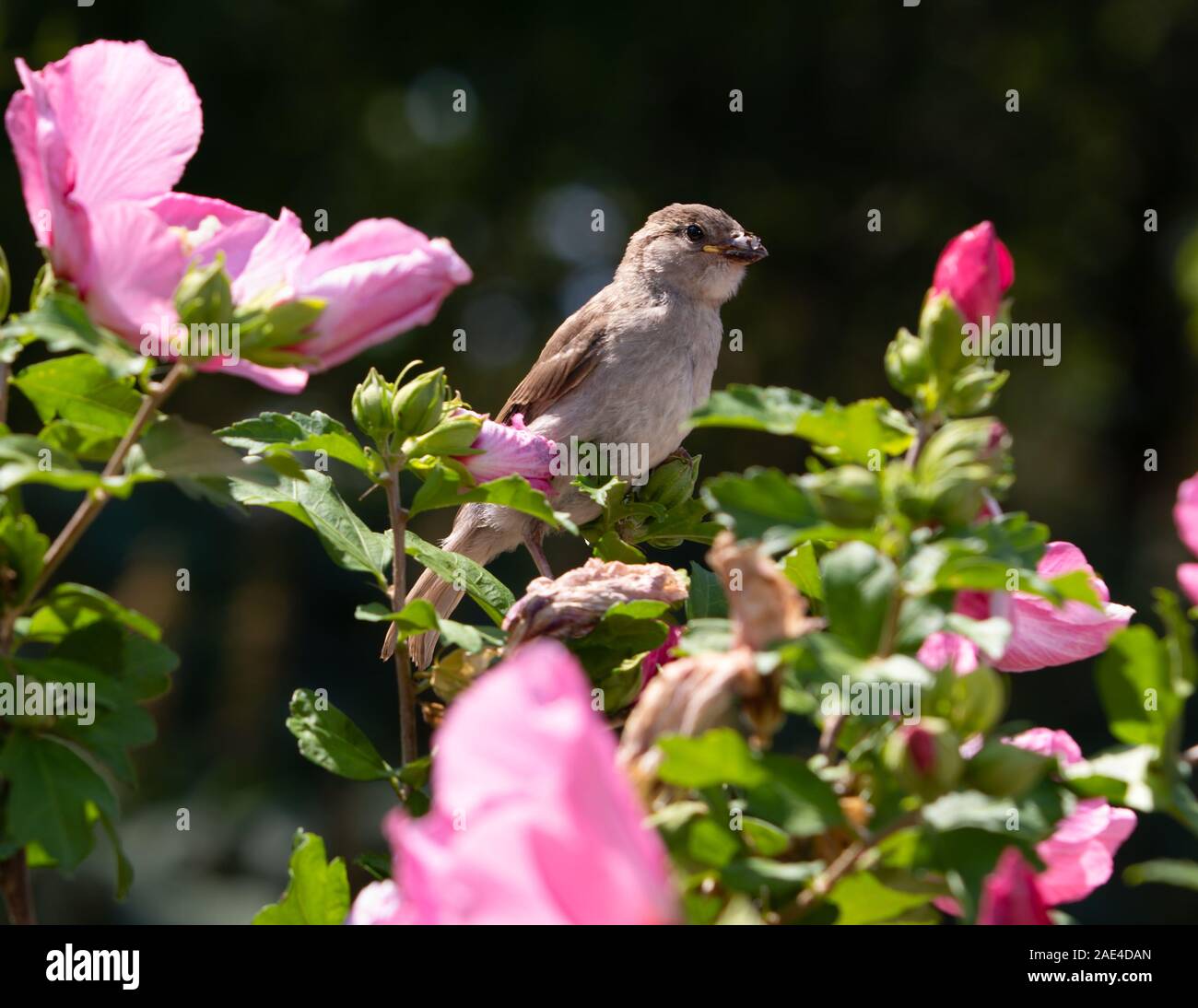 House Sparrow Passer Domesticus Bird Pretty Stock Photo - Alamy
