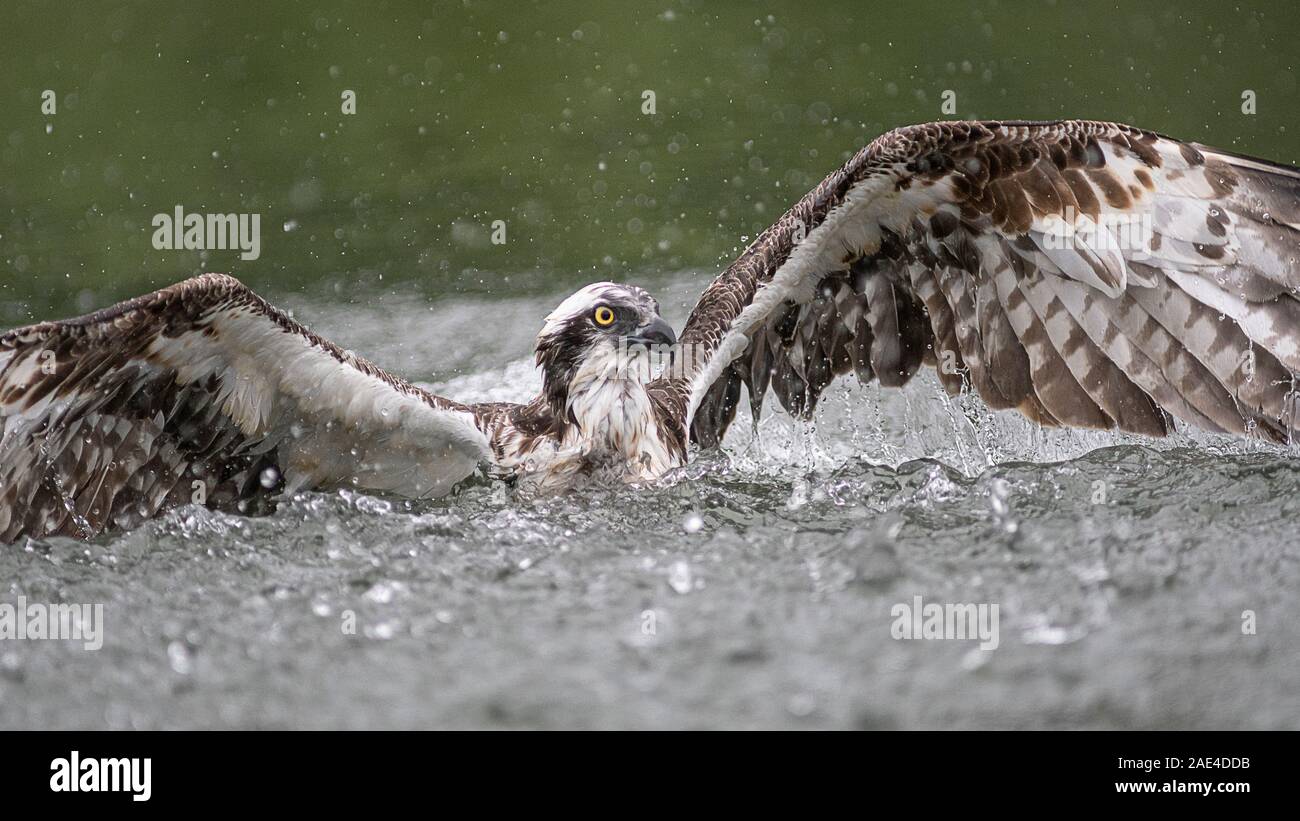 Splashing fish hi-res stock photography and images - Alamy