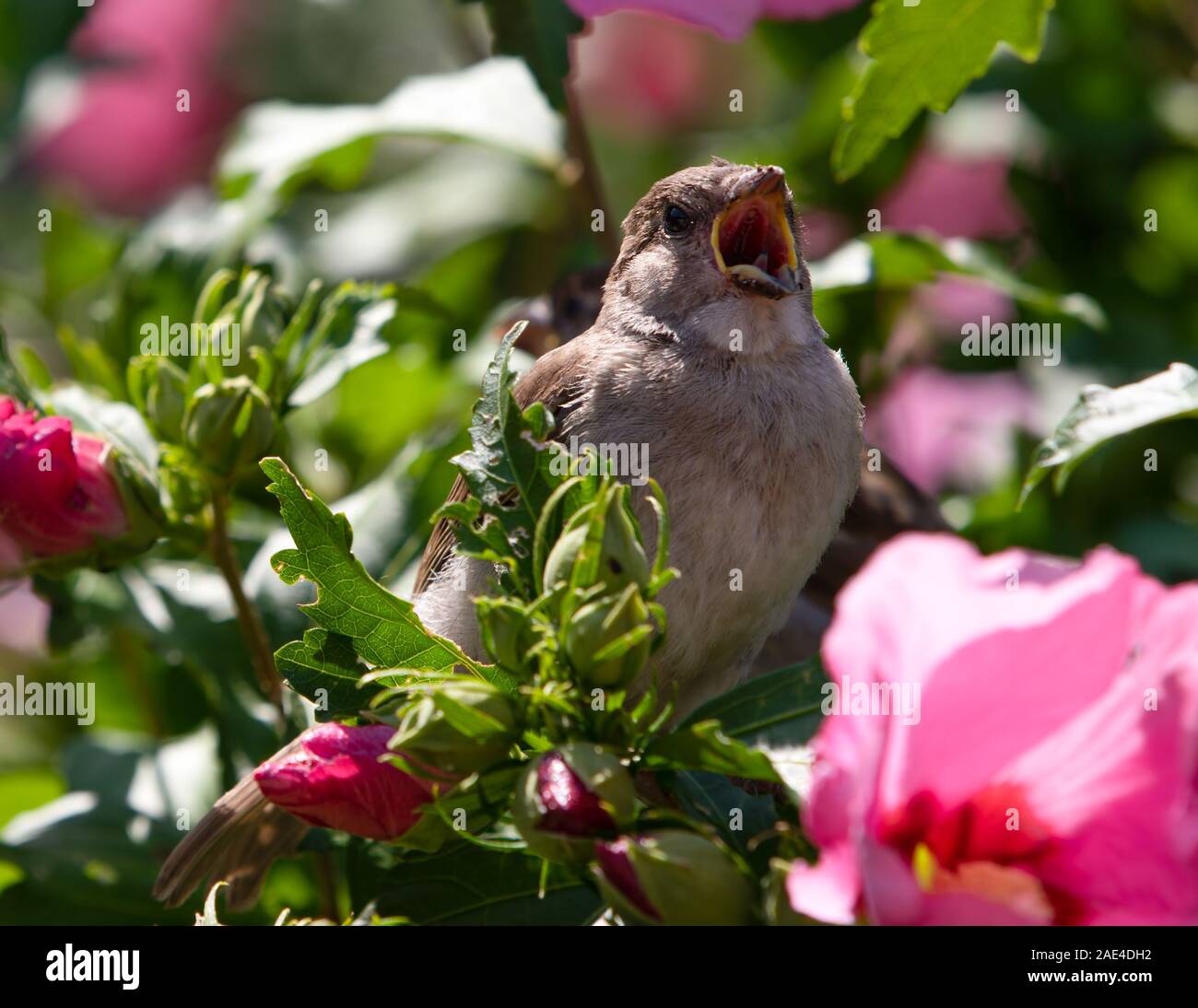 House Sparrow Passer Domesticus Bird Portrait Flower Pretty Stock Photo ...