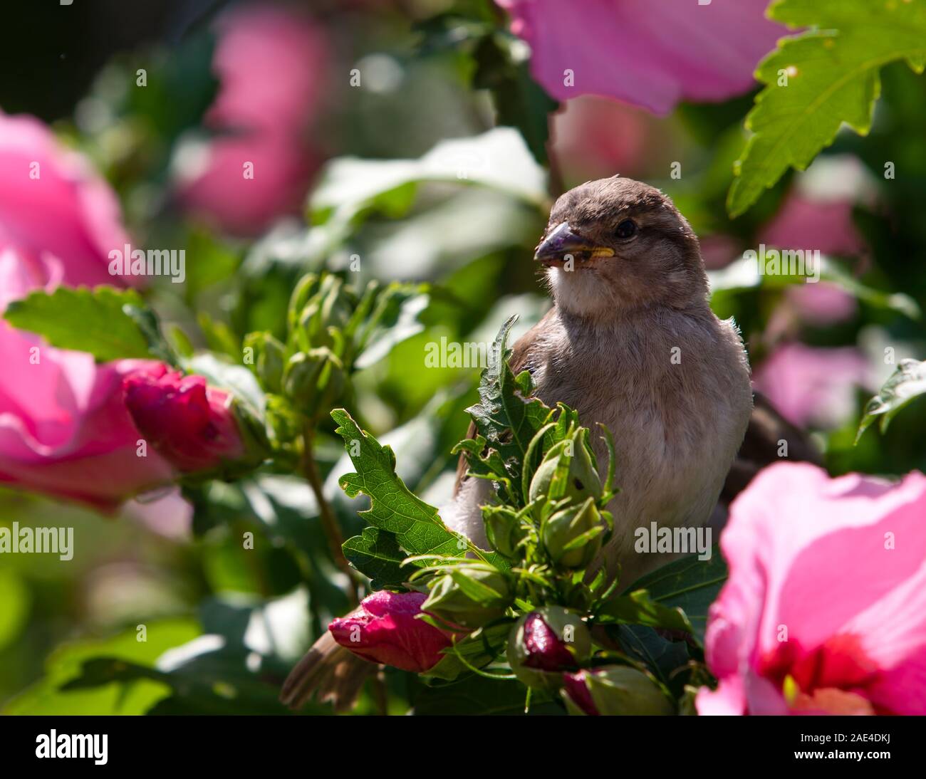 House Sparrow Passer Domesticus Bird Portrait Leaf Pretty Stock Photo ...