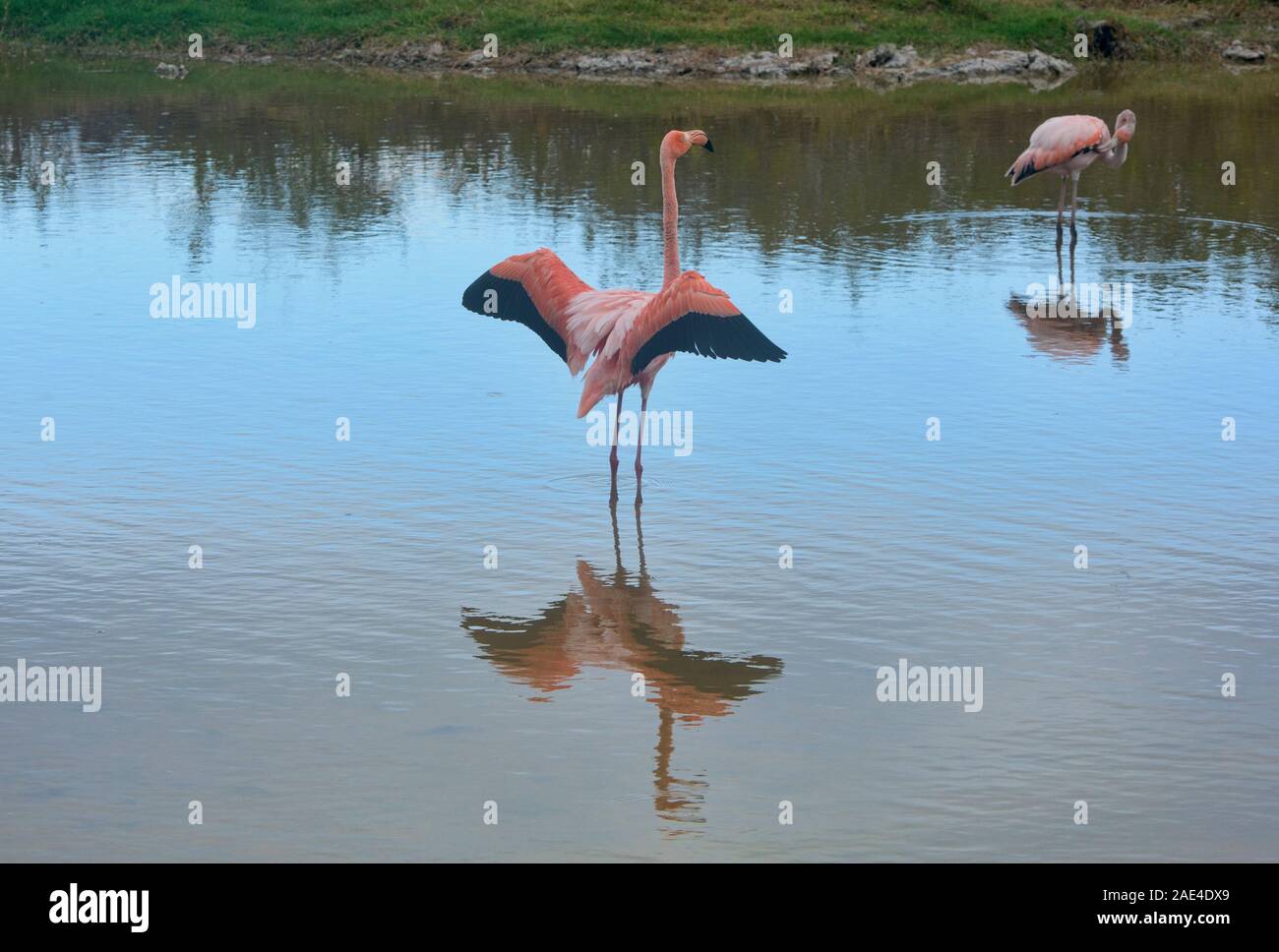 Flamingo (Phoenicopterus ruber glyphorhynchus) spreading its wings ...