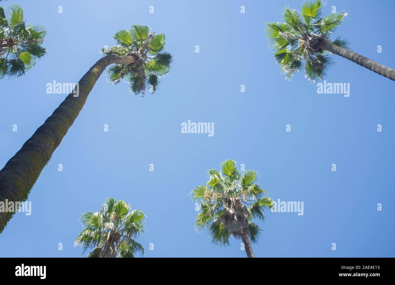 High palm trees against blue sky. Background Stock Photo - Alamy