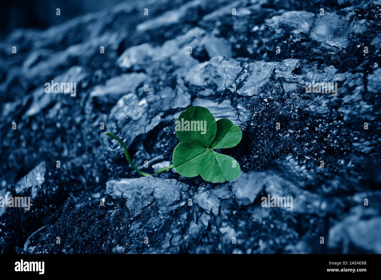 Four leaf clover lies on a log. Green leaf on a classic blue trend ...