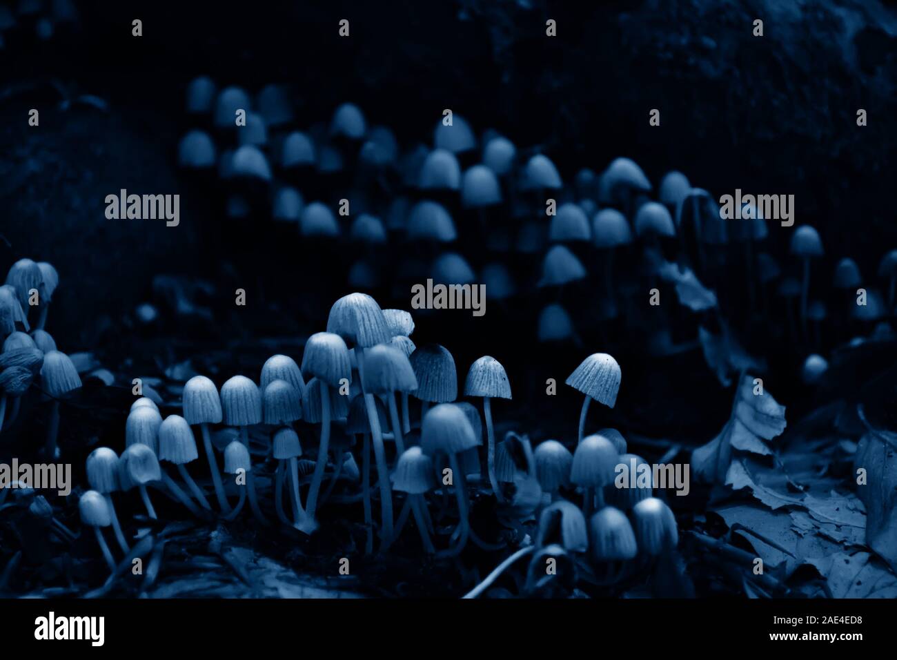 Small white poisonous toadstools in a trendy classic blue tone. Classic ...