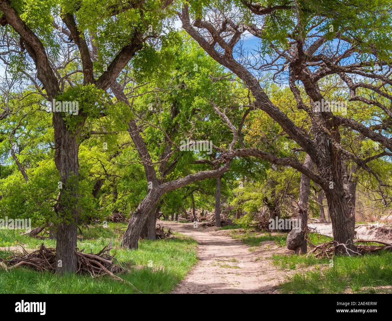 River Trail, South Llano River State Park, Junction, Texas Stock Photo ...