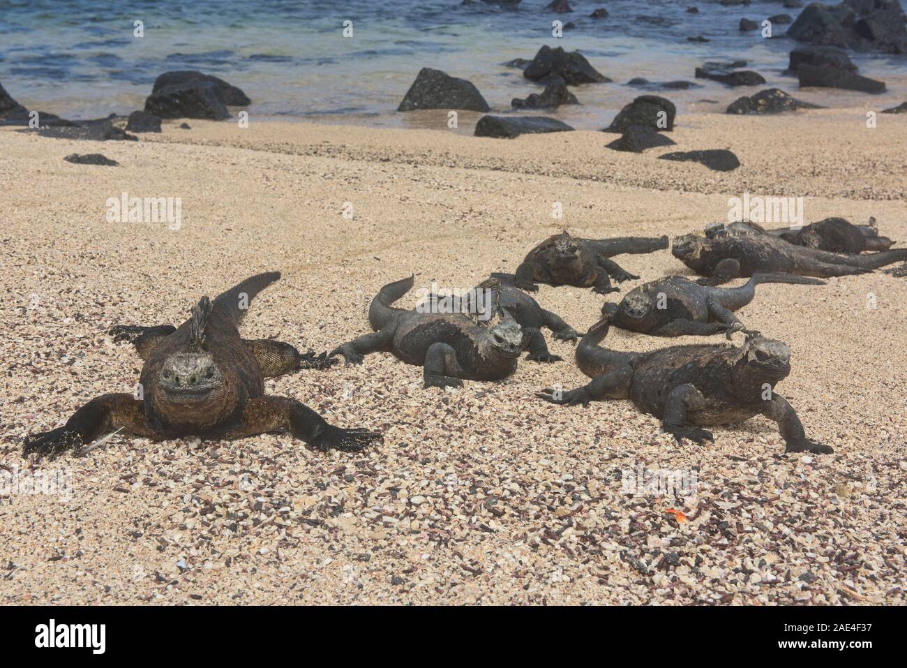 Attack of the marine iguanas (Amblyrhynchus cristatus), Isla Isabela ...