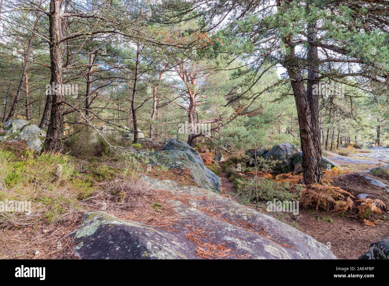 Walking at Autumn in the Fontainebleau Forest near Paris Stock Photo ...