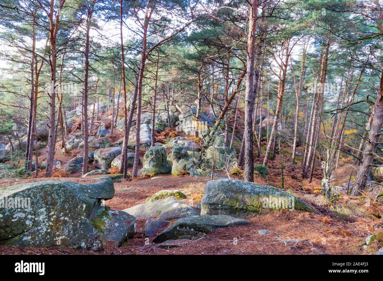 Walking at Autumn in the Fontainebleau Forest near Paris Stock Photo ...