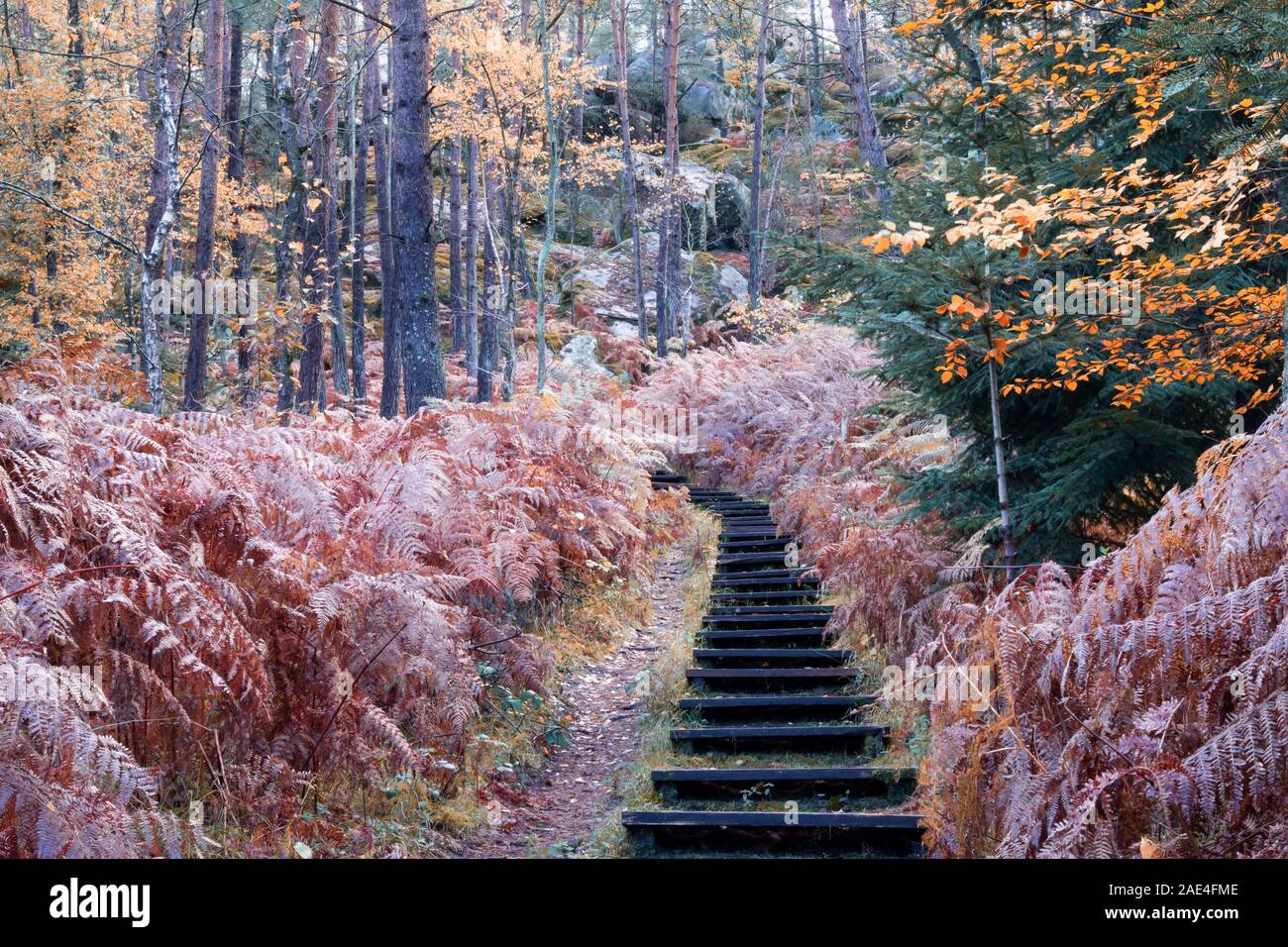 Walking at Autumn in the Fontainebleau Forest near Paris Stock Photo ...