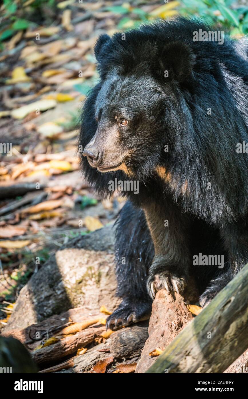 Asiatic Black Bear Tree High Resolution Stock Photography and Images ...