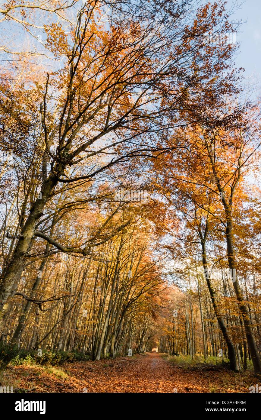 Walking at Autumn in the Fontainebleau Forest near Paris Stock Photo ...