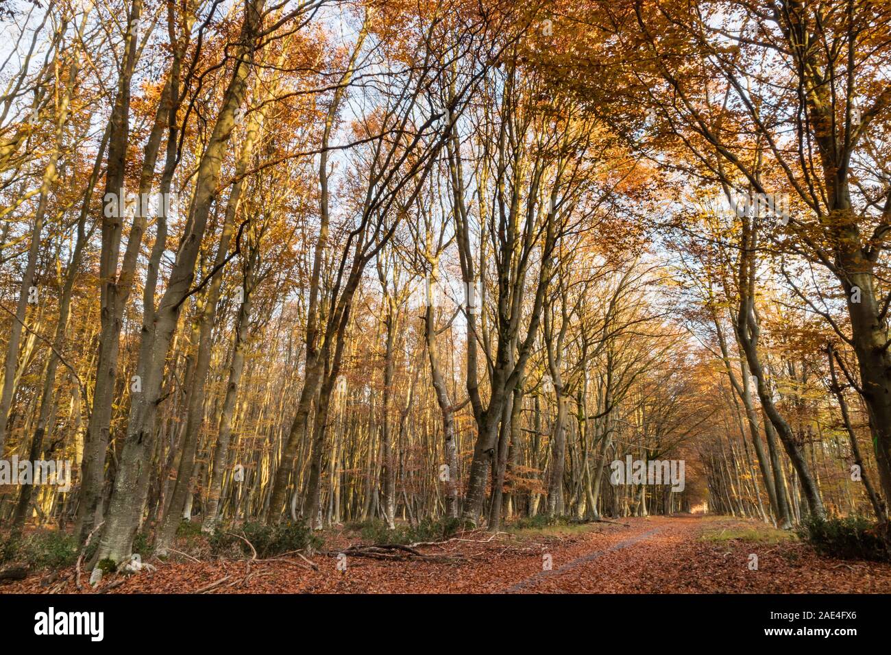Fontainebleau Forest High Resolution Stock Photography and Images - Alamy