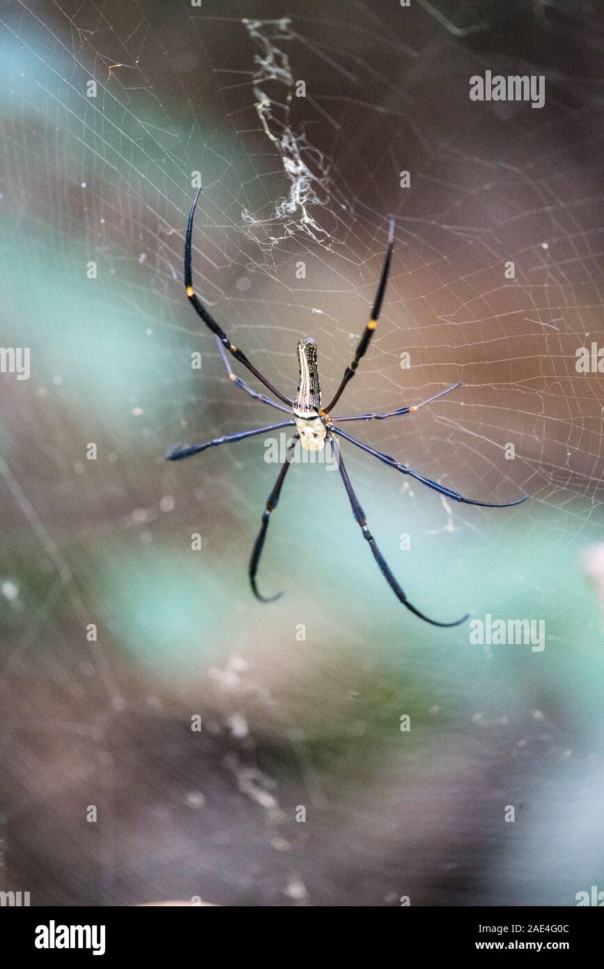 Asian species spider tarantula hi-res stock photography and images - Alamy