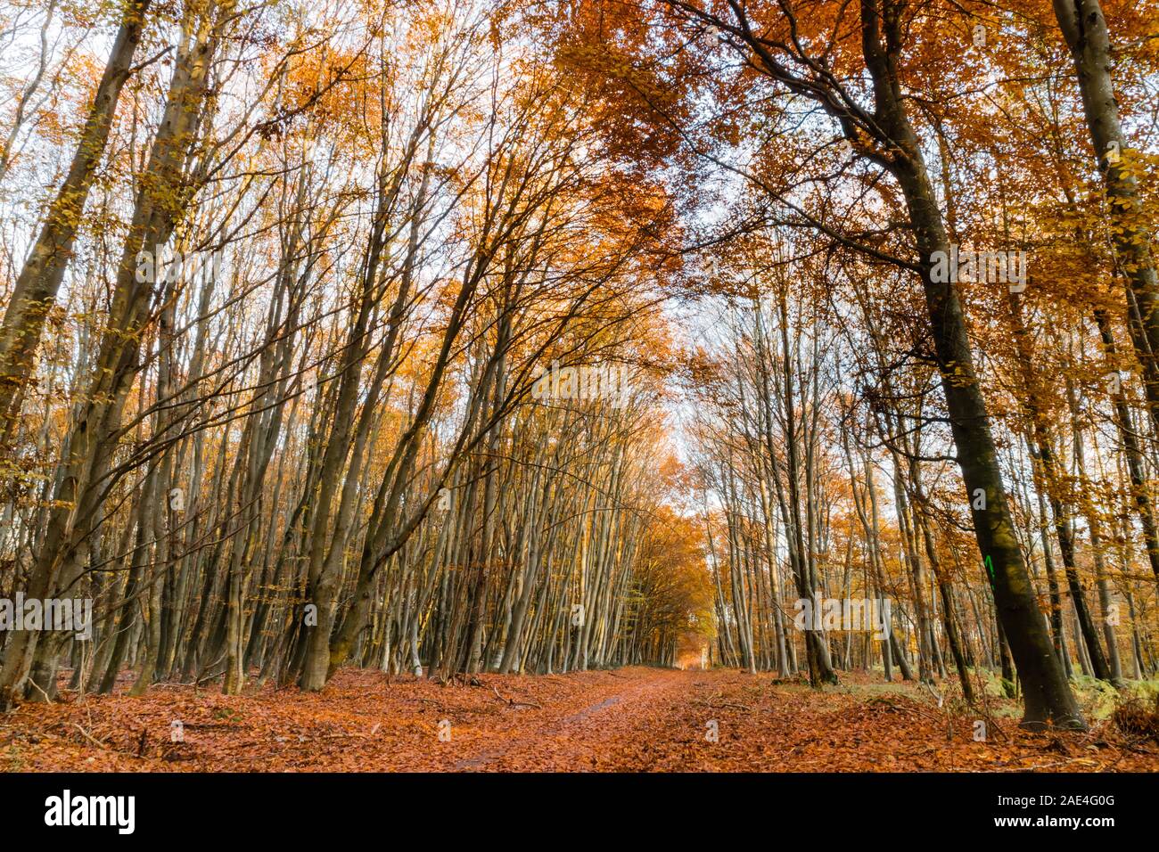 Walking at Autumn in the Fontainebleau Forest near Paris Stock Photo ...