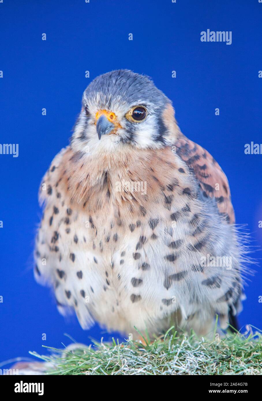 American Kestrel or Falco sparverius peeched over blue blackground ...