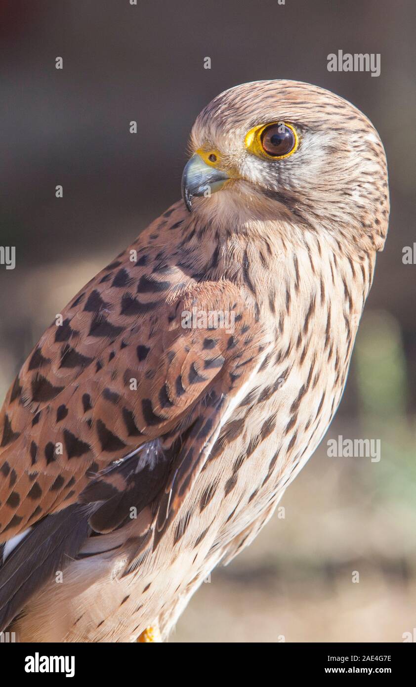 Eats mice hi-res stock photography and images - Alamy