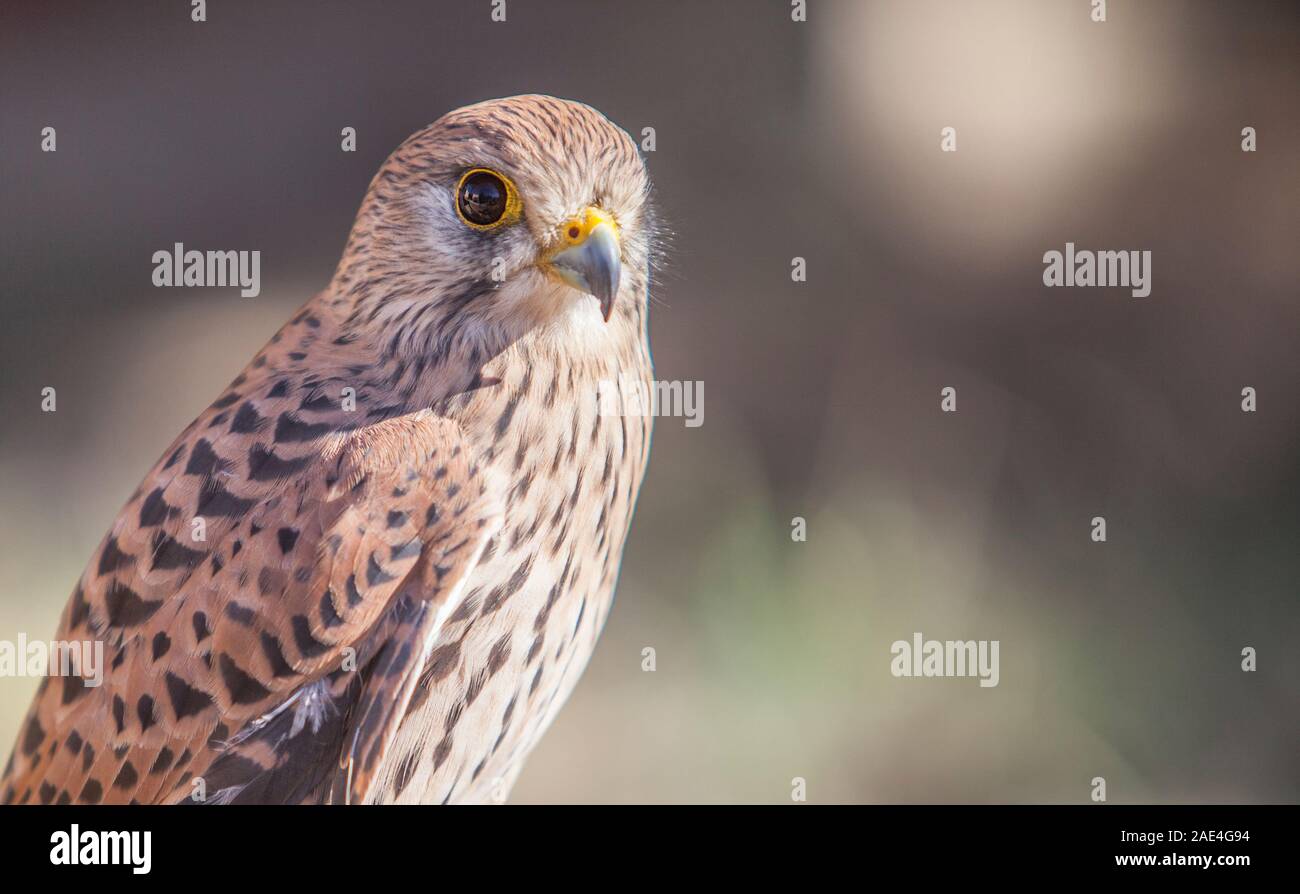 Female grey underparts hi-res stock photography and images - Alamy