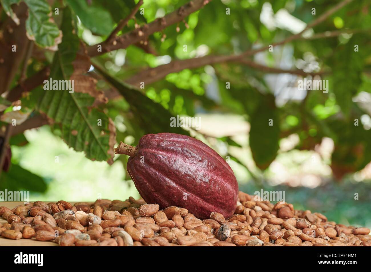 One red cacao pod with dry bean close up view Stock Photo - Alamy