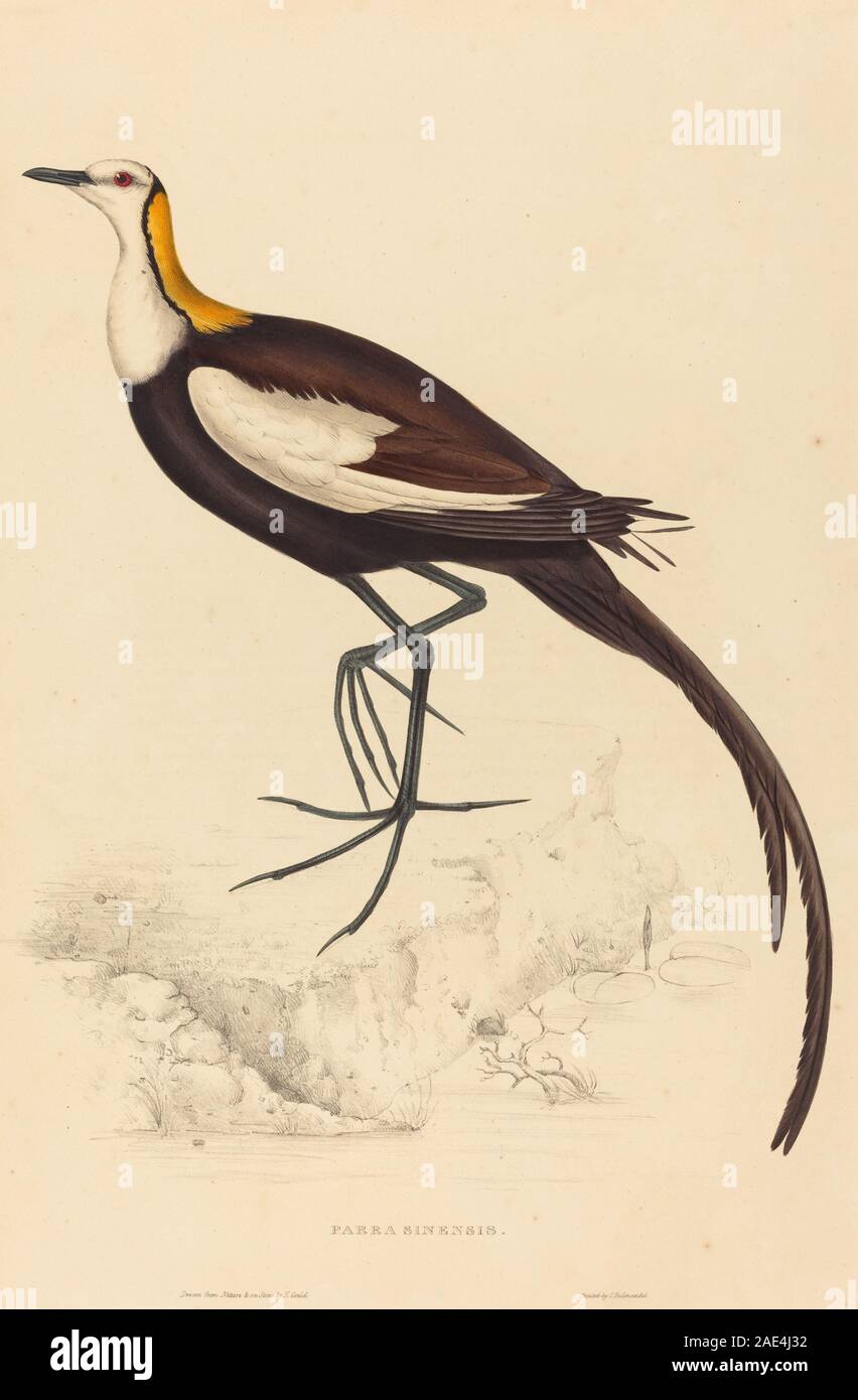 Elizabeth Gould's illustration of Parra Sinensis, the Pheasant-Tailed ...
