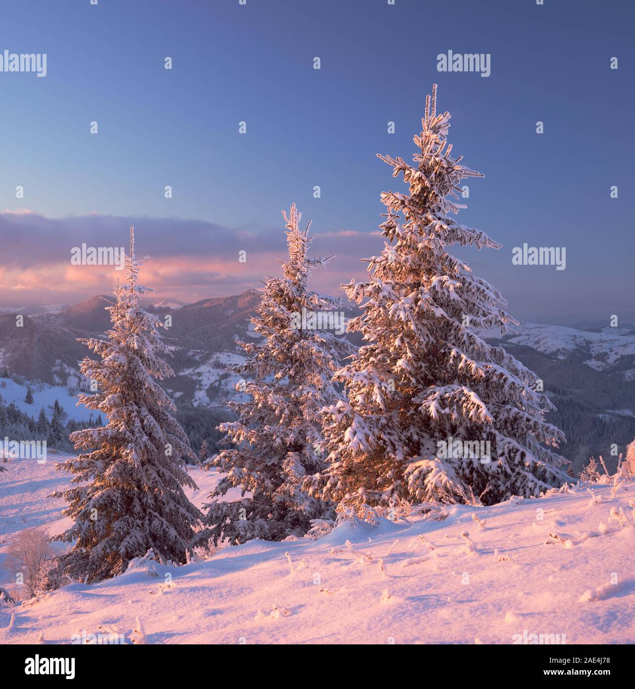 Blue mountains fir trees in ukraine hi-res stock photography and images ...