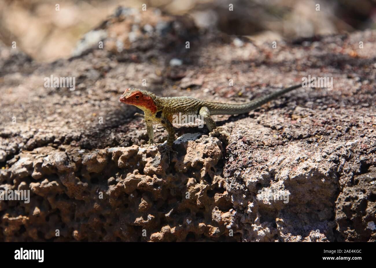 Female Galapagos lava lizard (Microlophus albemarlensis), Isla Santa ...