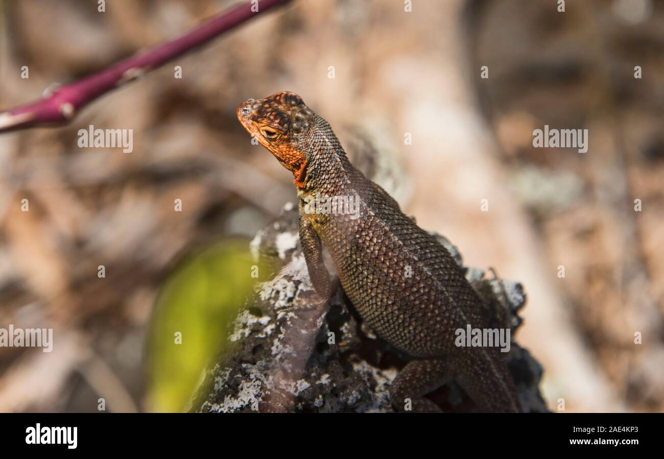 Galapagos lava lizard microlophus santa hi-res stock photography and ...