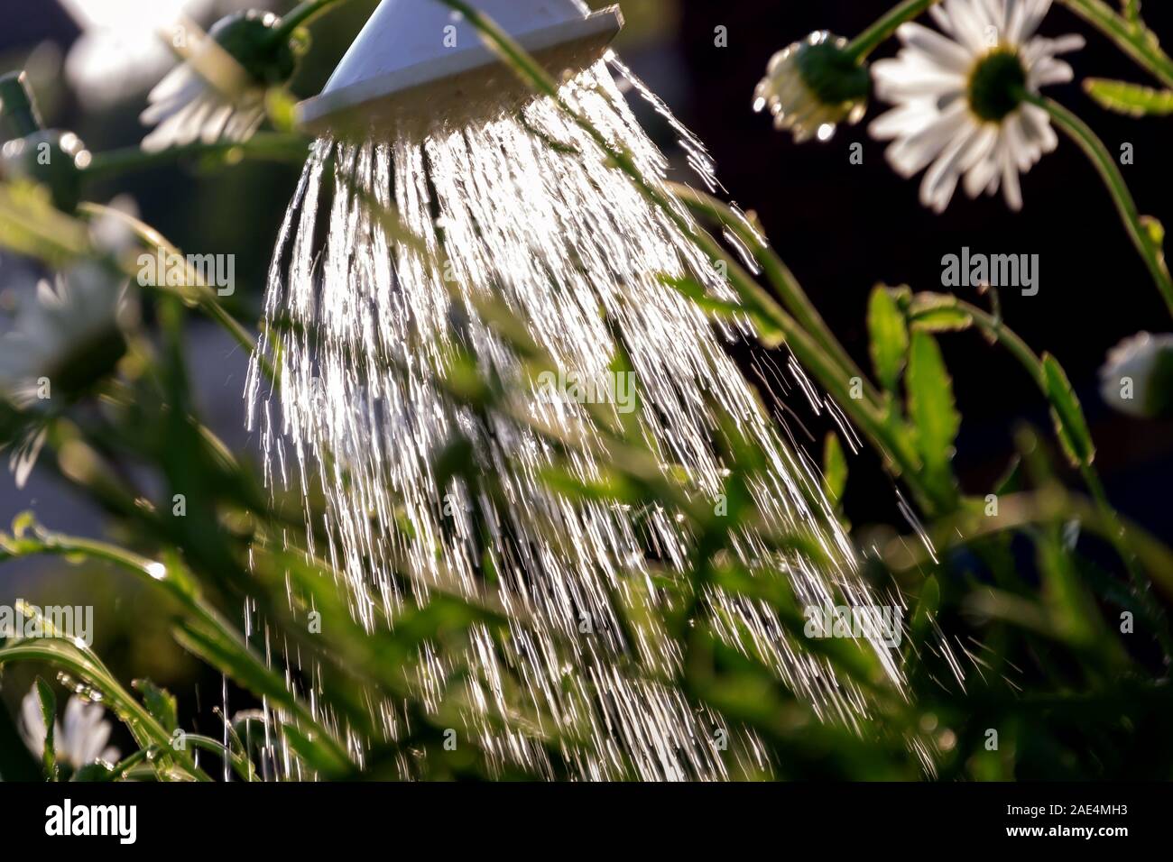 white Daisy flowers under water drops lighting by sun rays, watering ...
