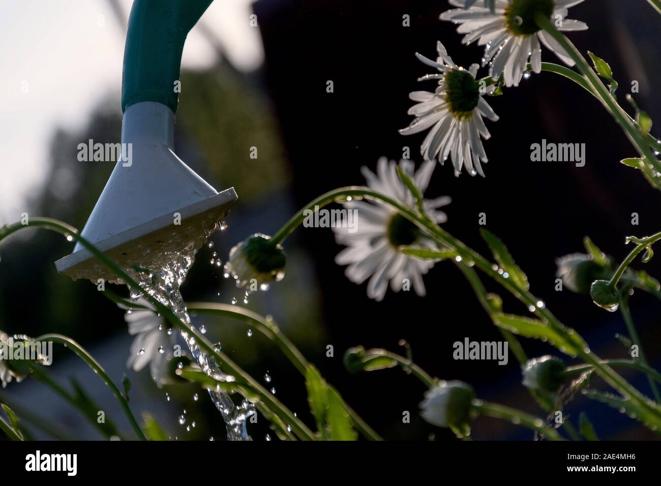 white Daisy flowers under water drops lighting by sun rays, watering ...