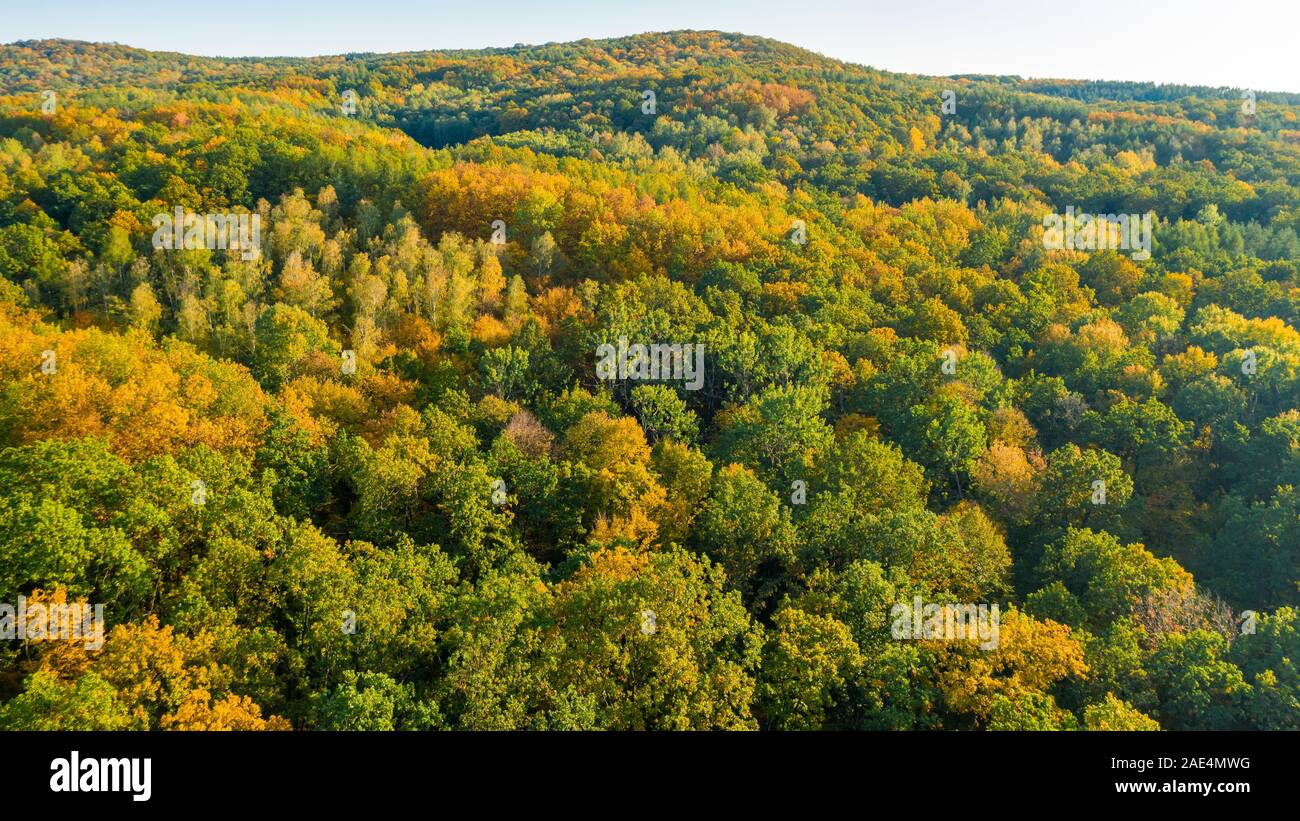 Aerial view of forest with beautiful autumn colours. Top of the trees ...