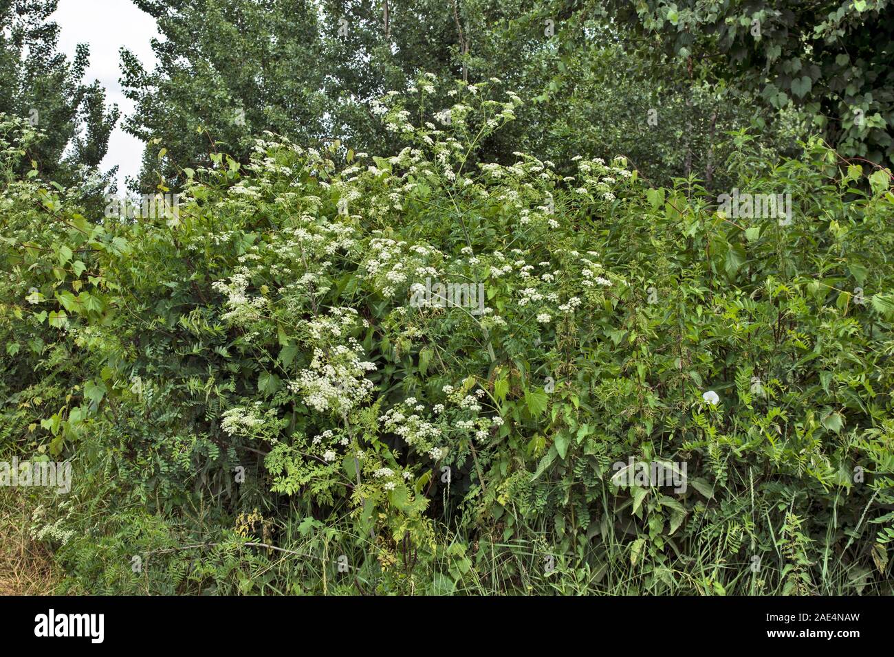 Meadow riverside forest hi-res stock photography and images - Alamy