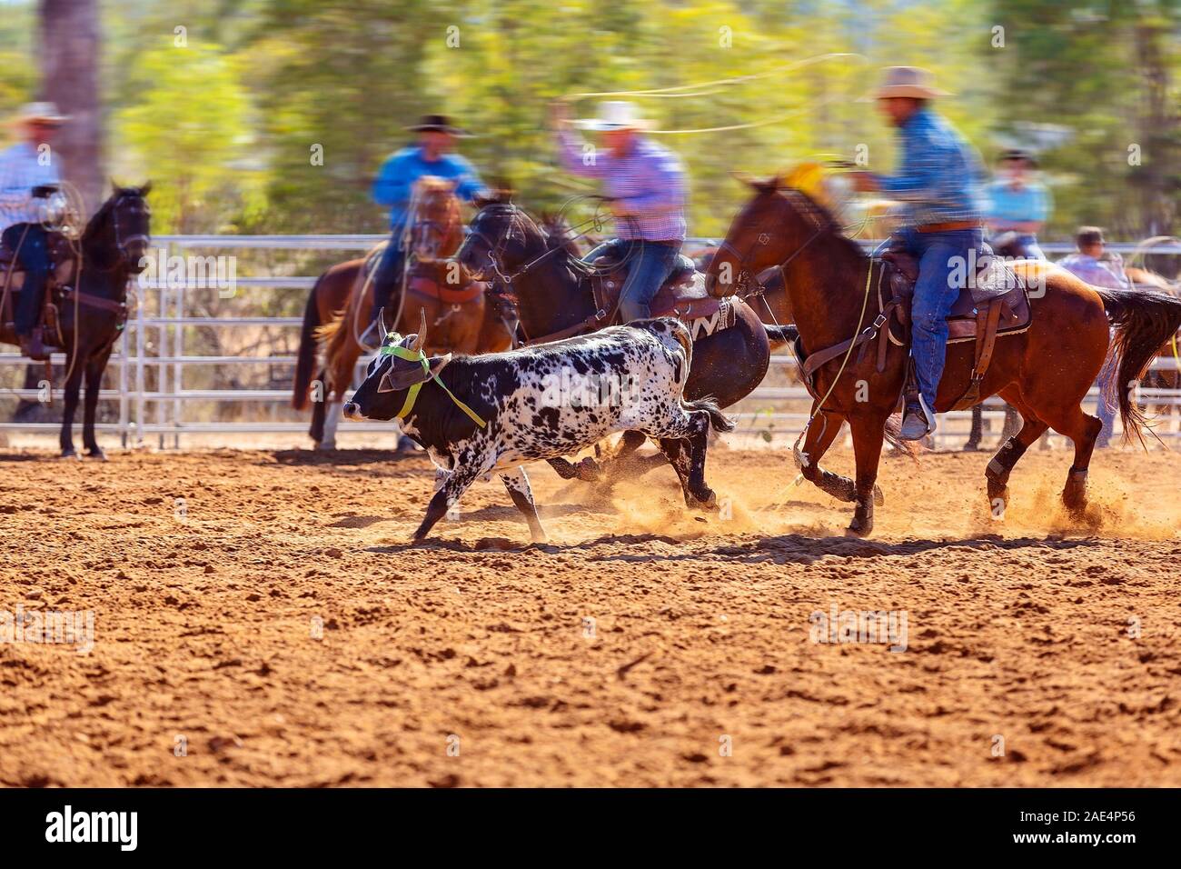 Rodeo - calf roping a young animal by cowboys on horseback - a ...