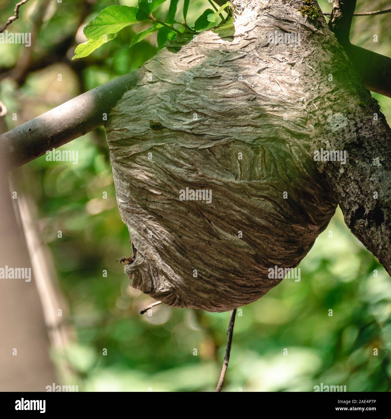 Bee sticking it’s head out of big hive in tree Stock Photo - Alamy
