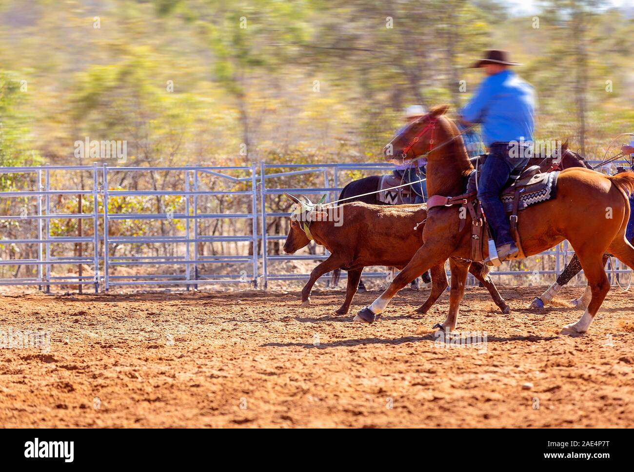 Rodeo - calf roping a young animal by cowboys on horseback - a ...