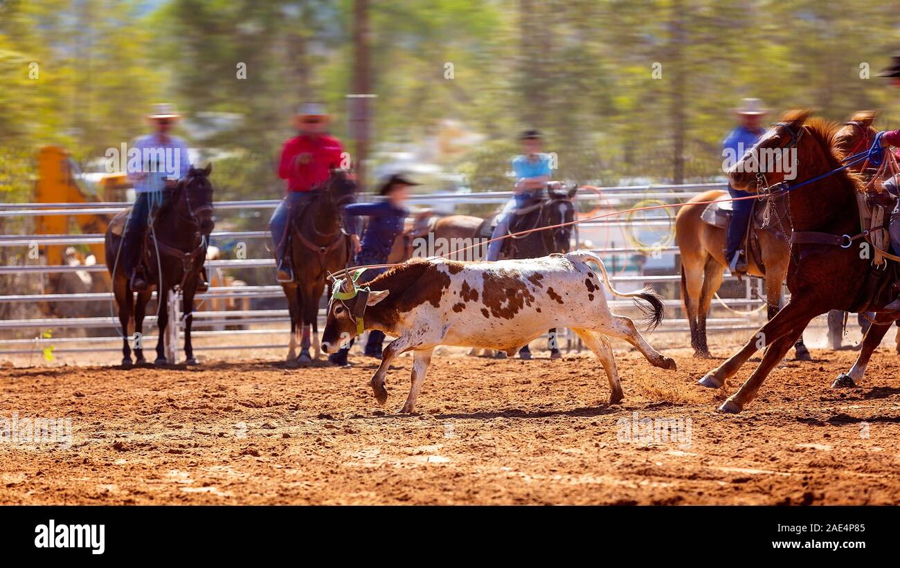 Rodeo - calf roping a young animal by cowboys on horseback - a ...