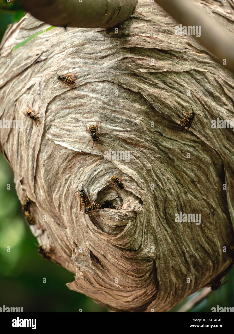 Extreme close up of large bee hive in tree branch Stock Photo - Alamy