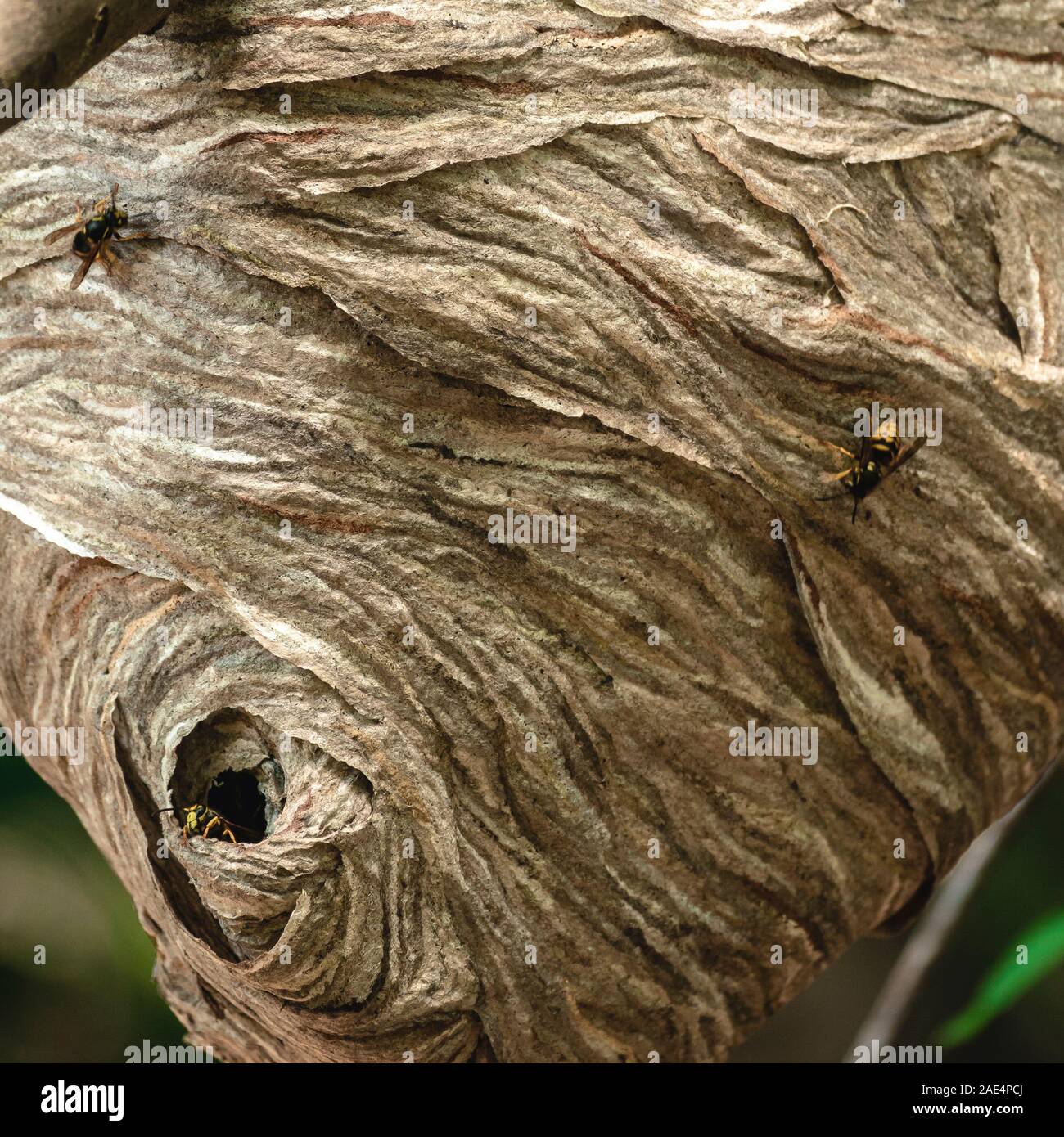 Extreme close up of bee nest hole in tree branch Stock Photo - Alamy