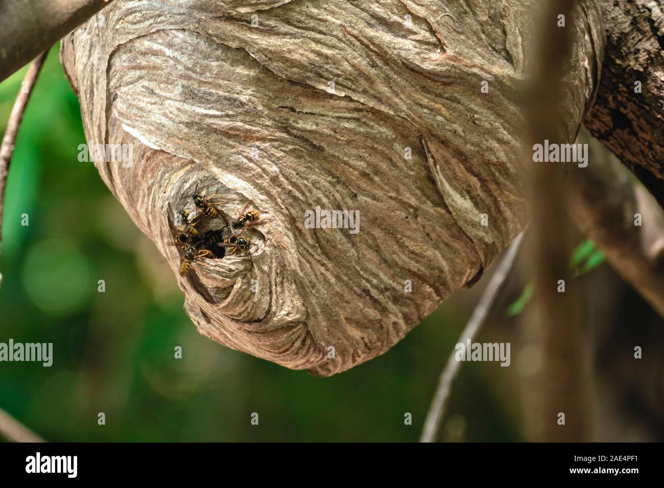 Swarm of bees around hole of large nest in trees Stock Photo - Alamy