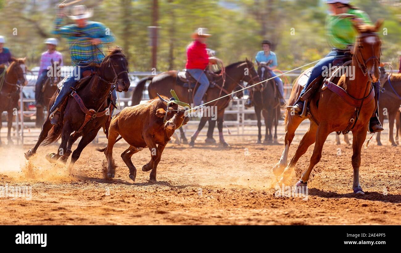 Rodeo - calf roping a young animal by cowboys on horseback - a ...