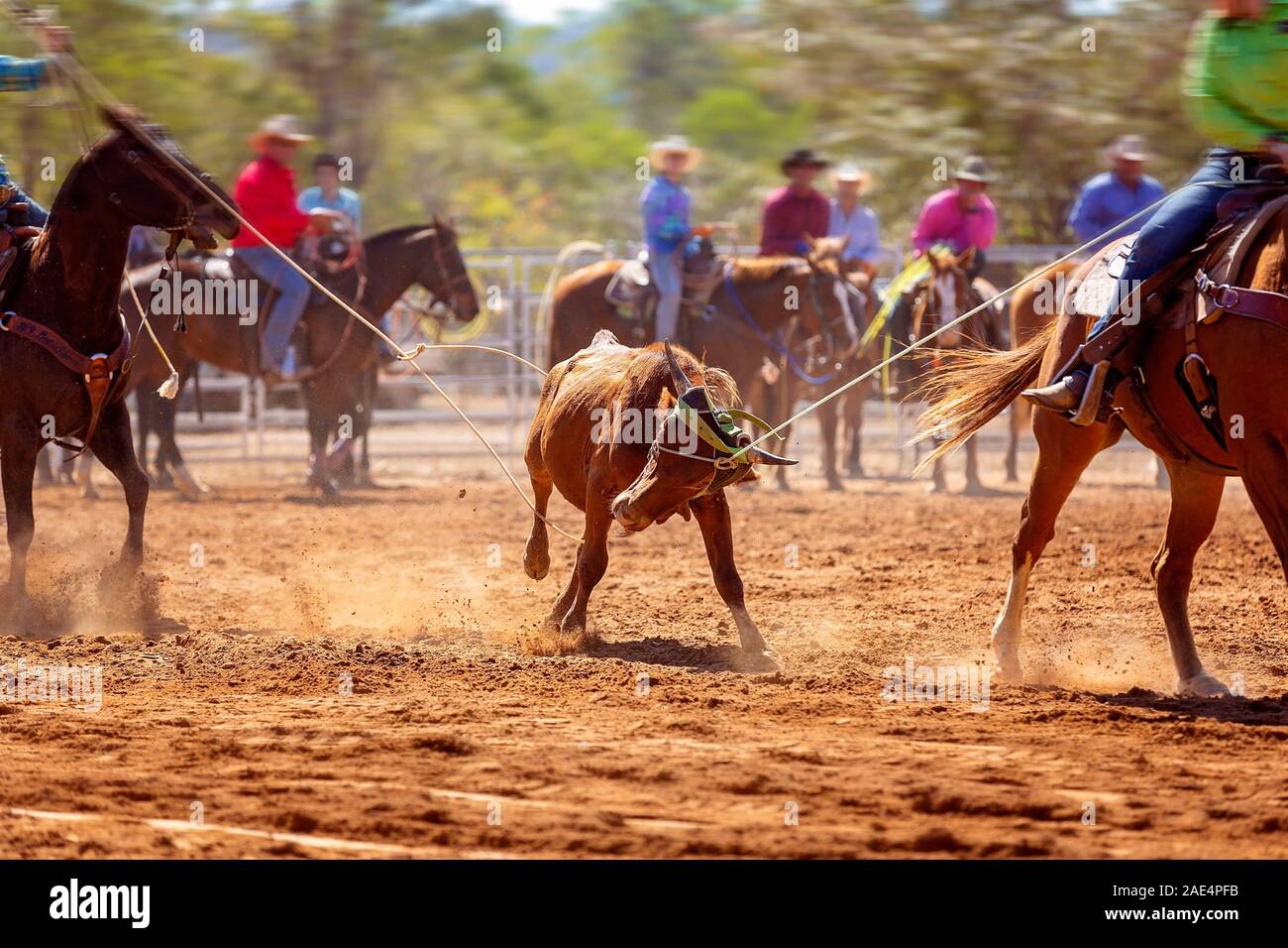 Rodeo - calf roping a young animal by cowboys on horseback - a ...