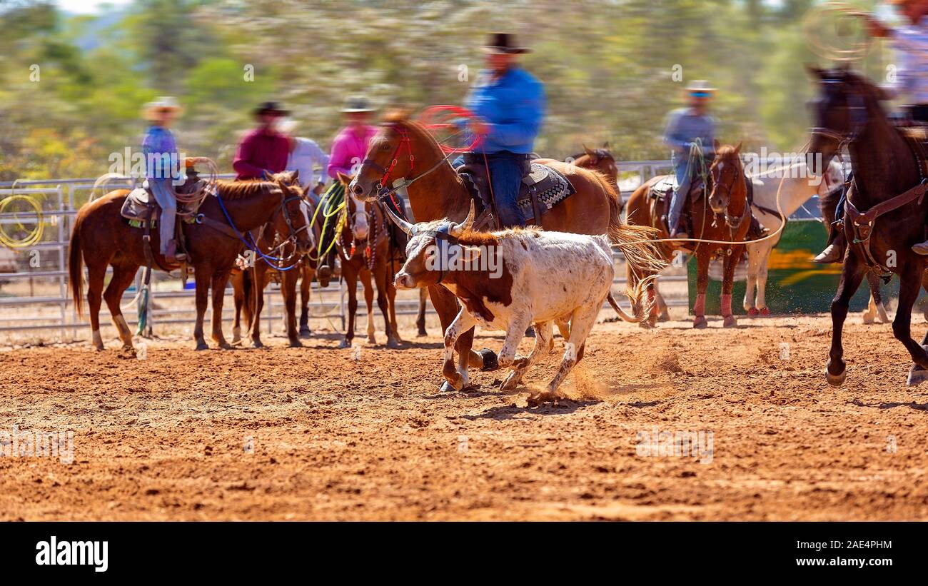 Rodeo - calf roping a young animal by cowboys on horseback - a ...