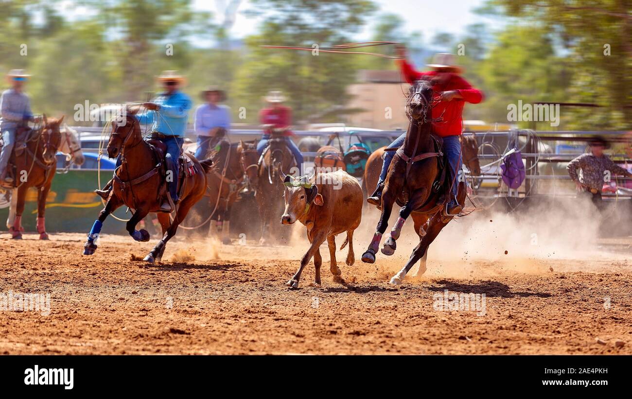 Rodeo - calf roping a young animal by cowboys on horseback - a ...
