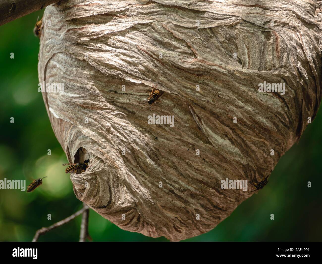 Wasp nest hanging from tree hi-res stock photography and images - Alamy